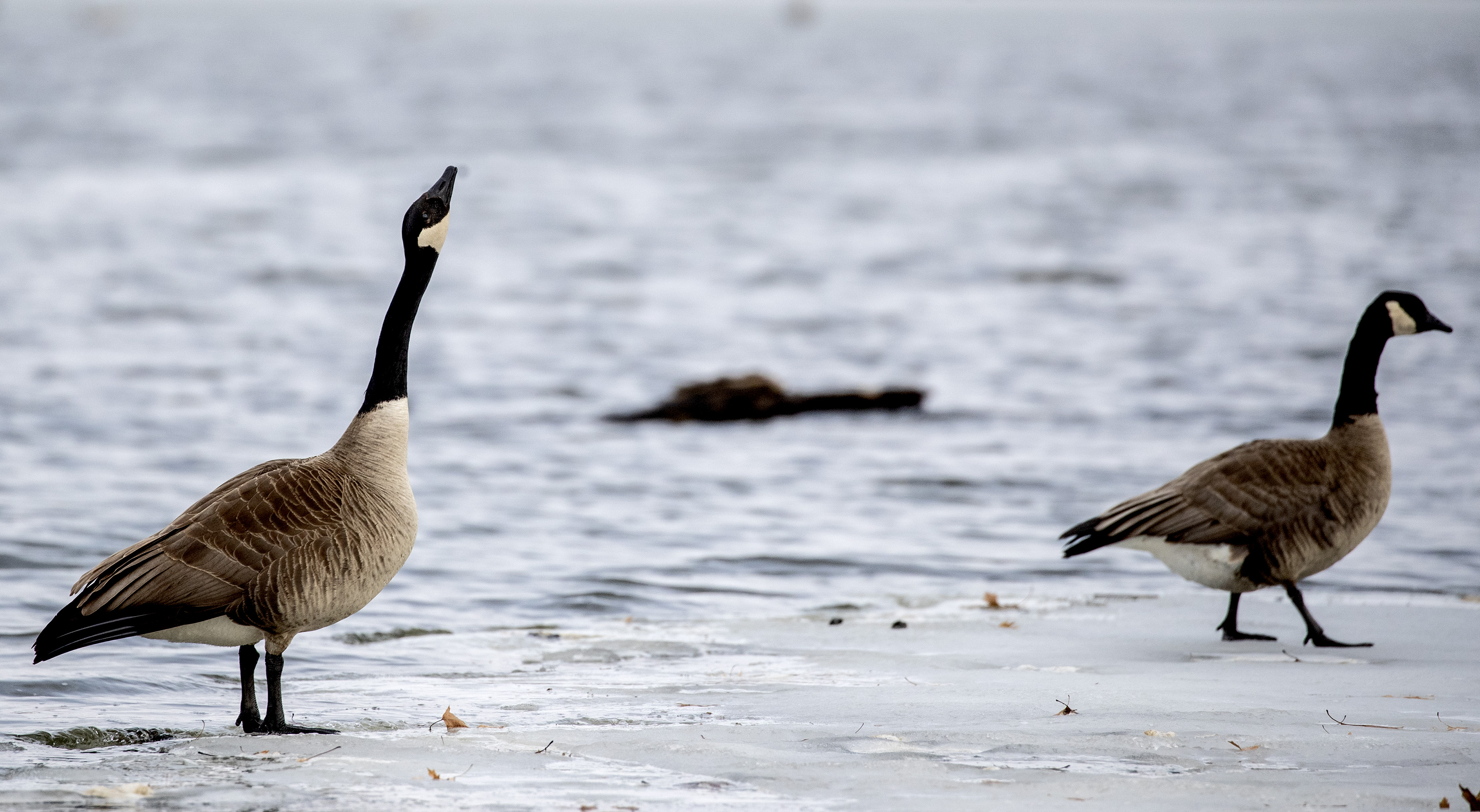 Fungus, not bird flu, likely cause of goose and duck die-off in ...
