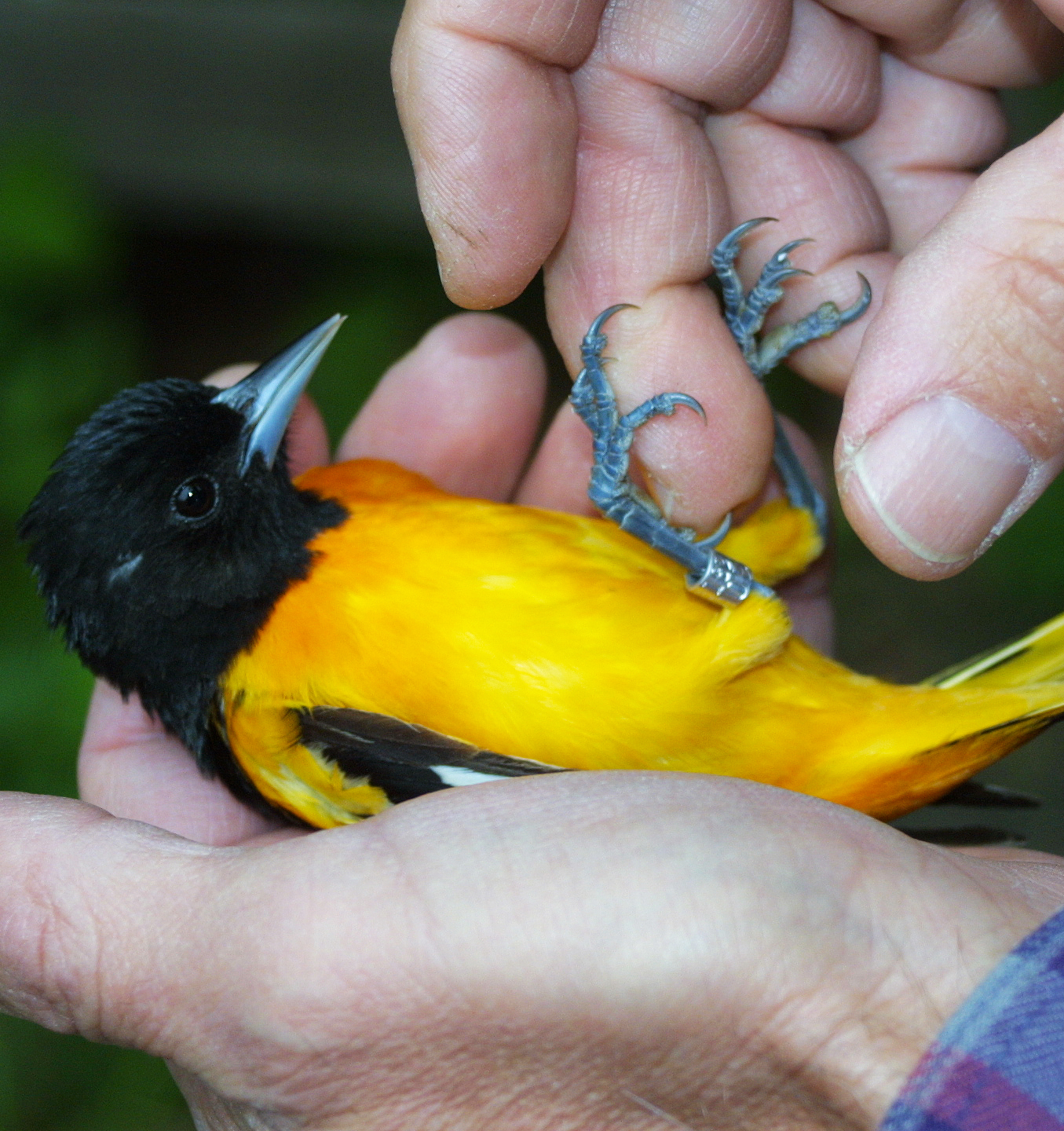 Bird-banding at Springbrook Nature Center