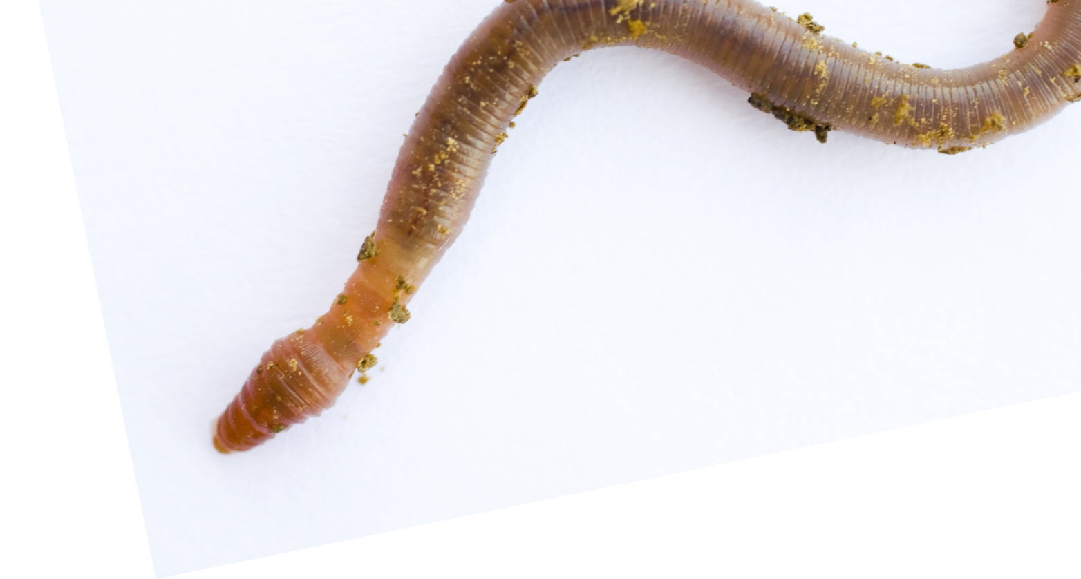 Latest earthworm dirt: Climate change villain