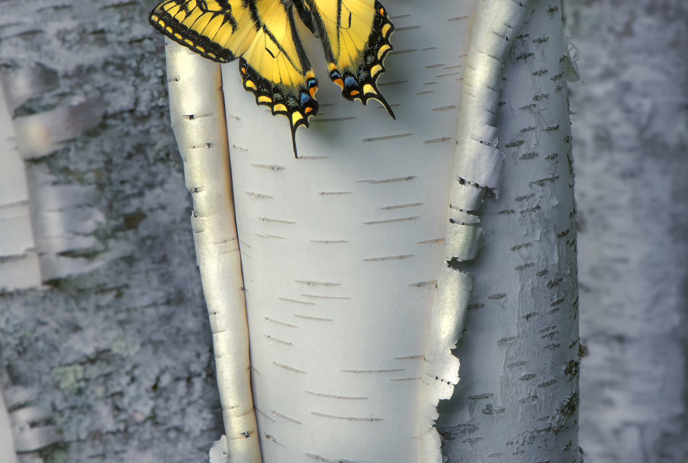 At 70, legendary Minnesota nature photographer Jim Brandenburg shifts focus