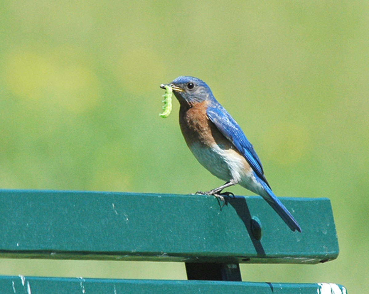 Even common birds like the bluebird are full of mysteries