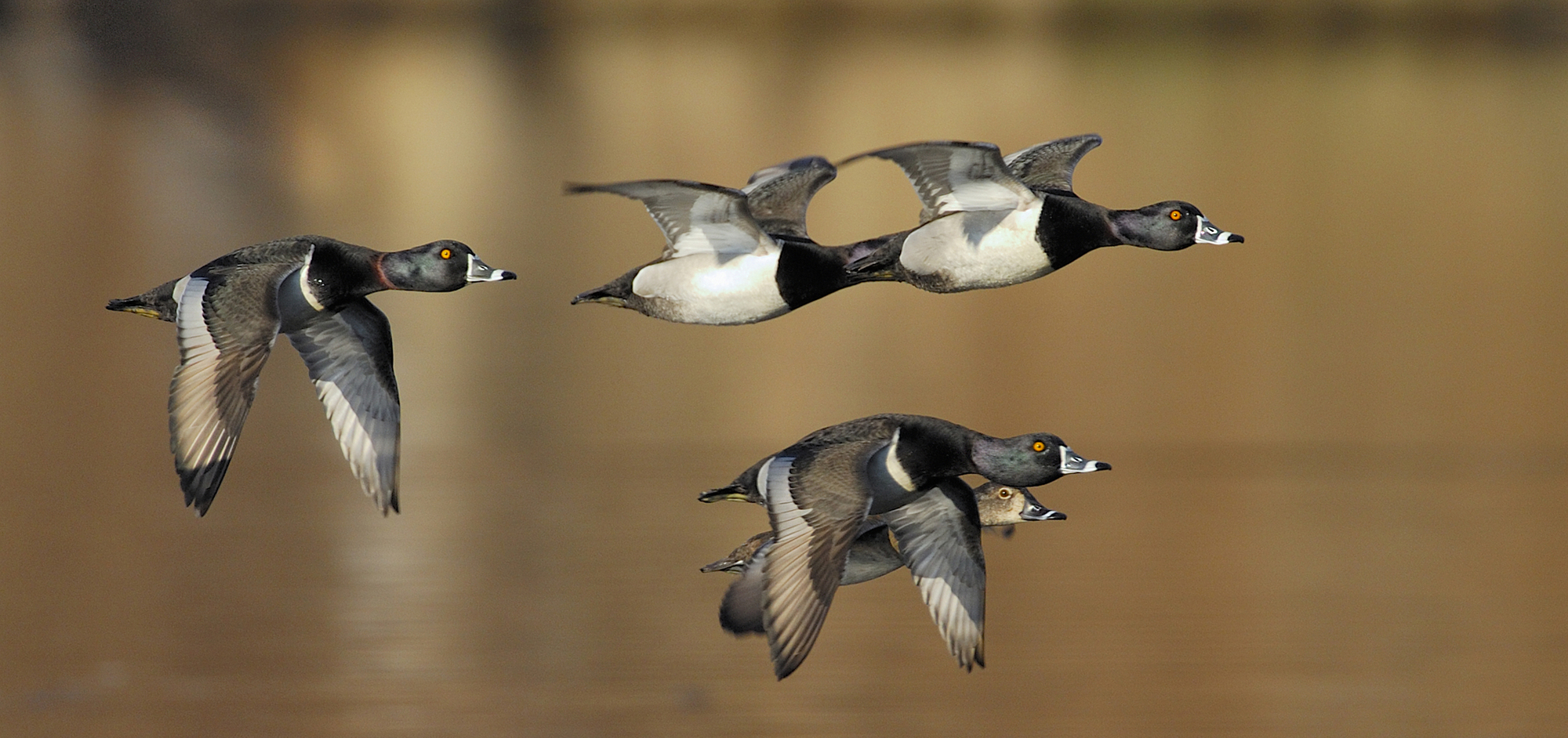 Bluebill numbers declining as ringneck numbers rise