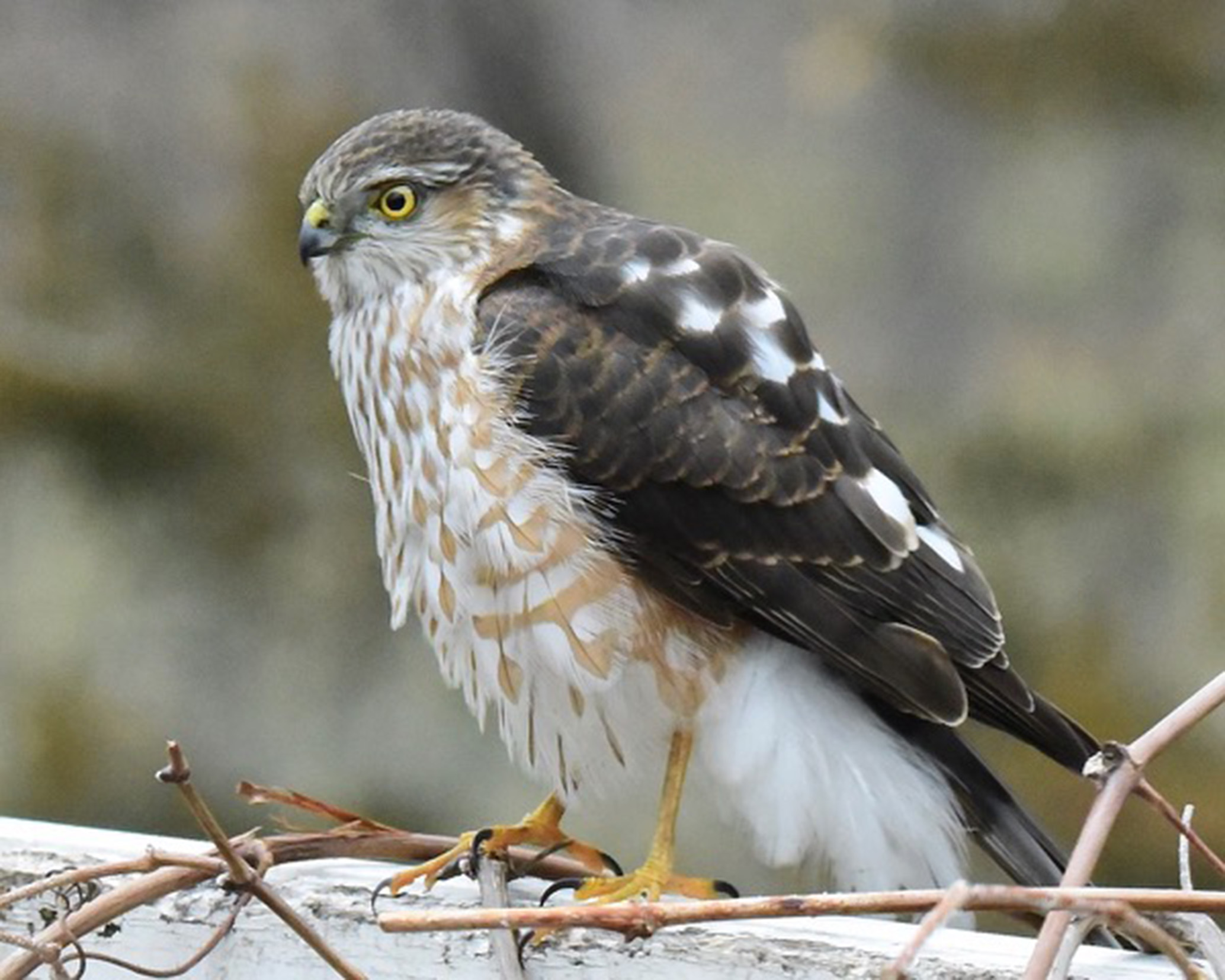 Cooper's hawks provide population control