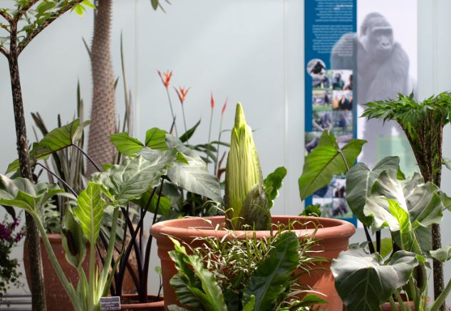 Rare corpse flower at Como's conservatory in St. Paul approaching its ...