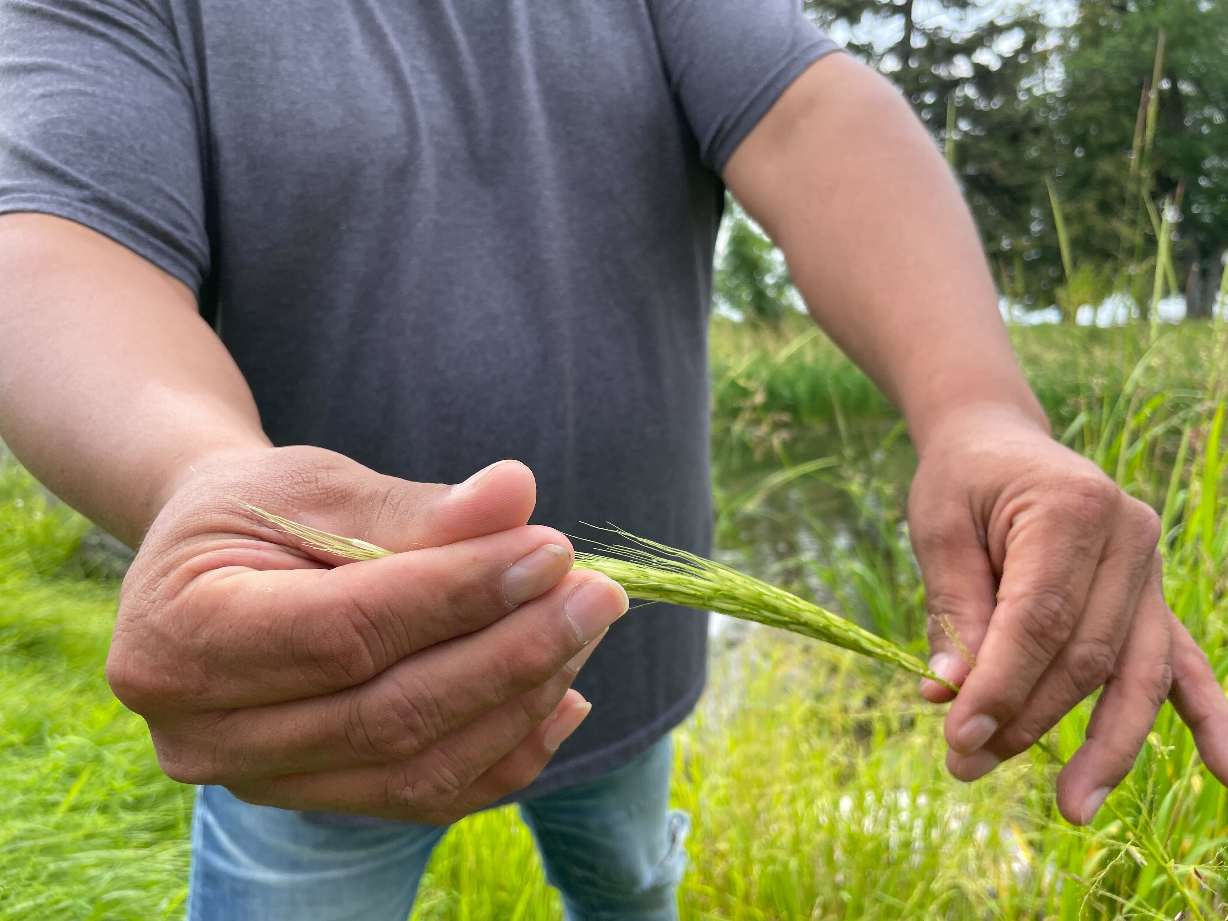 ‘A special Minnesota thing’: Wild rice harvest season returns