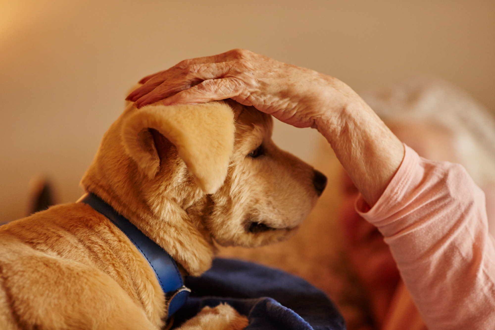 Lifelike robotic pets provide companionship to Minnesota seniors ...