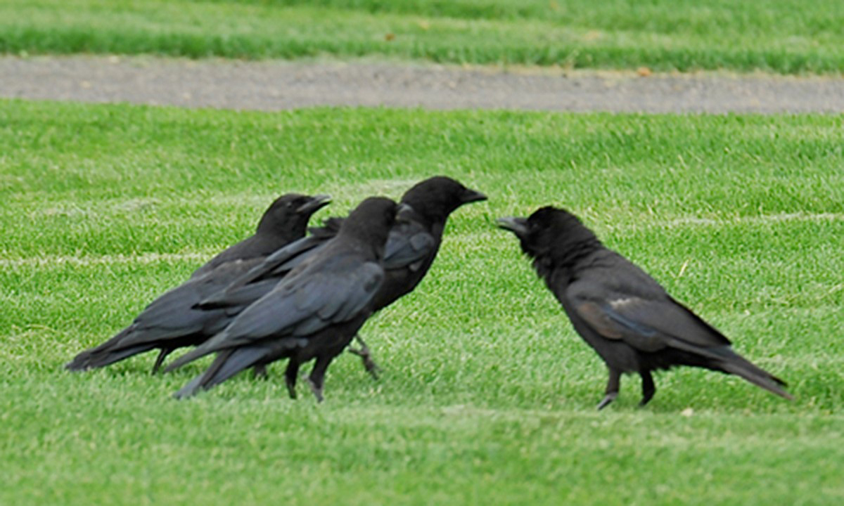 Noisy crows may just be enjoying a good meal