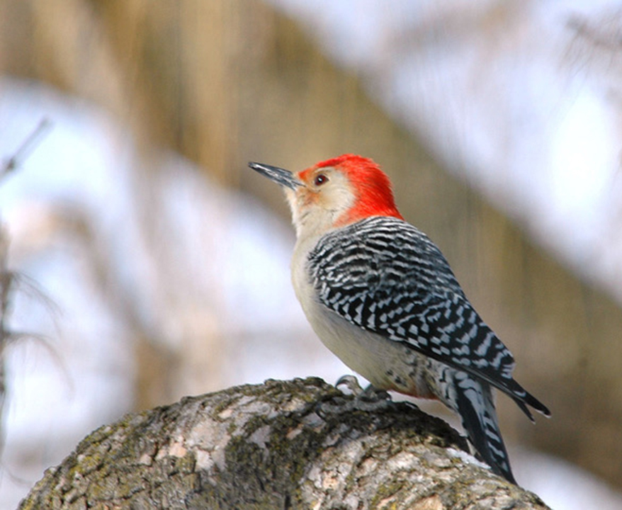 Warm winter brings Carolina wren, an unusual visitor to Minnesota