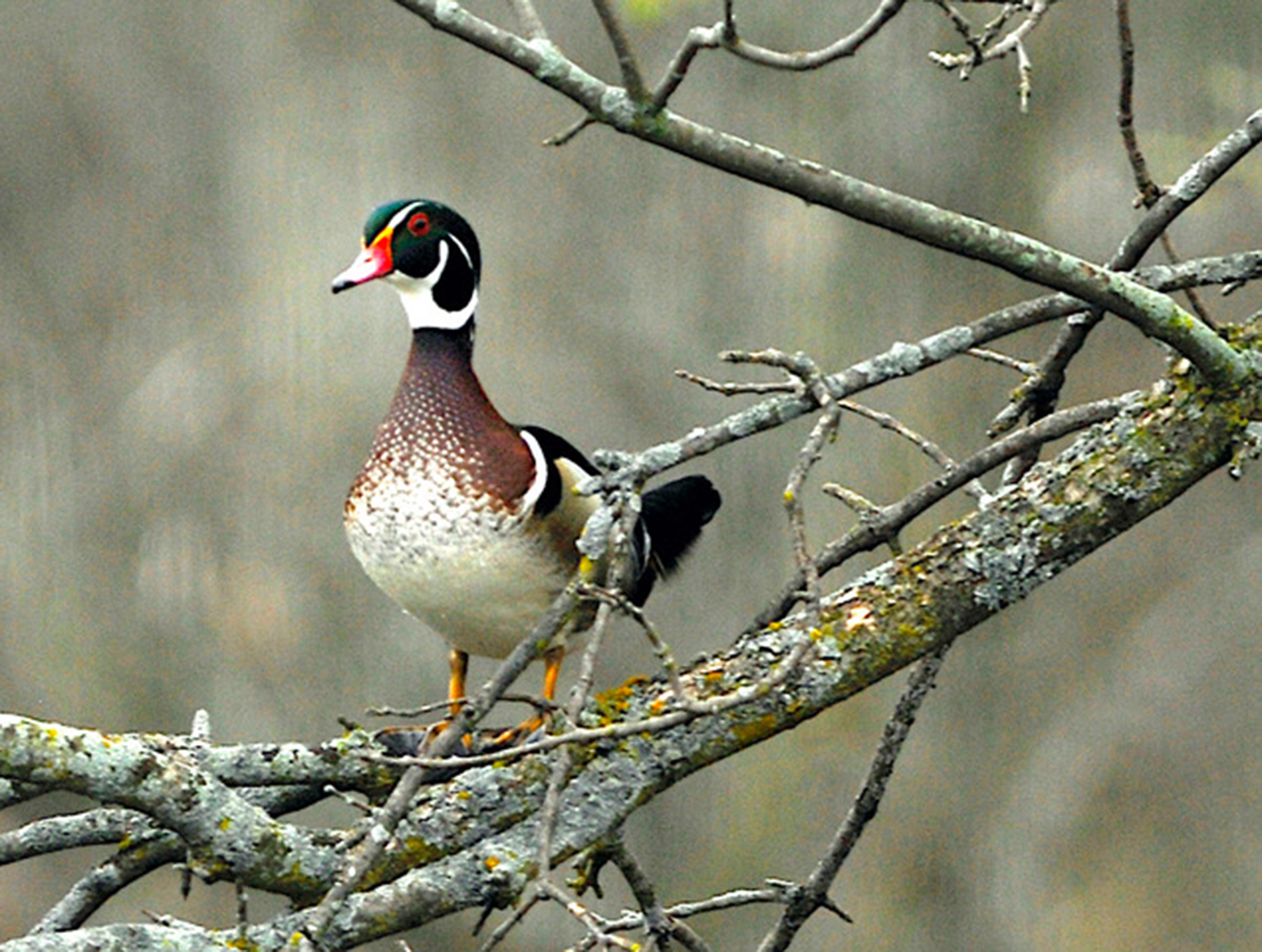 Birds flood into Minnesota during spring migration