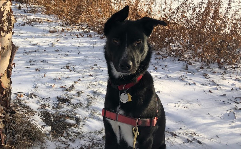 The Puppy Chronicles: Angus' famous ear goes kerflooey