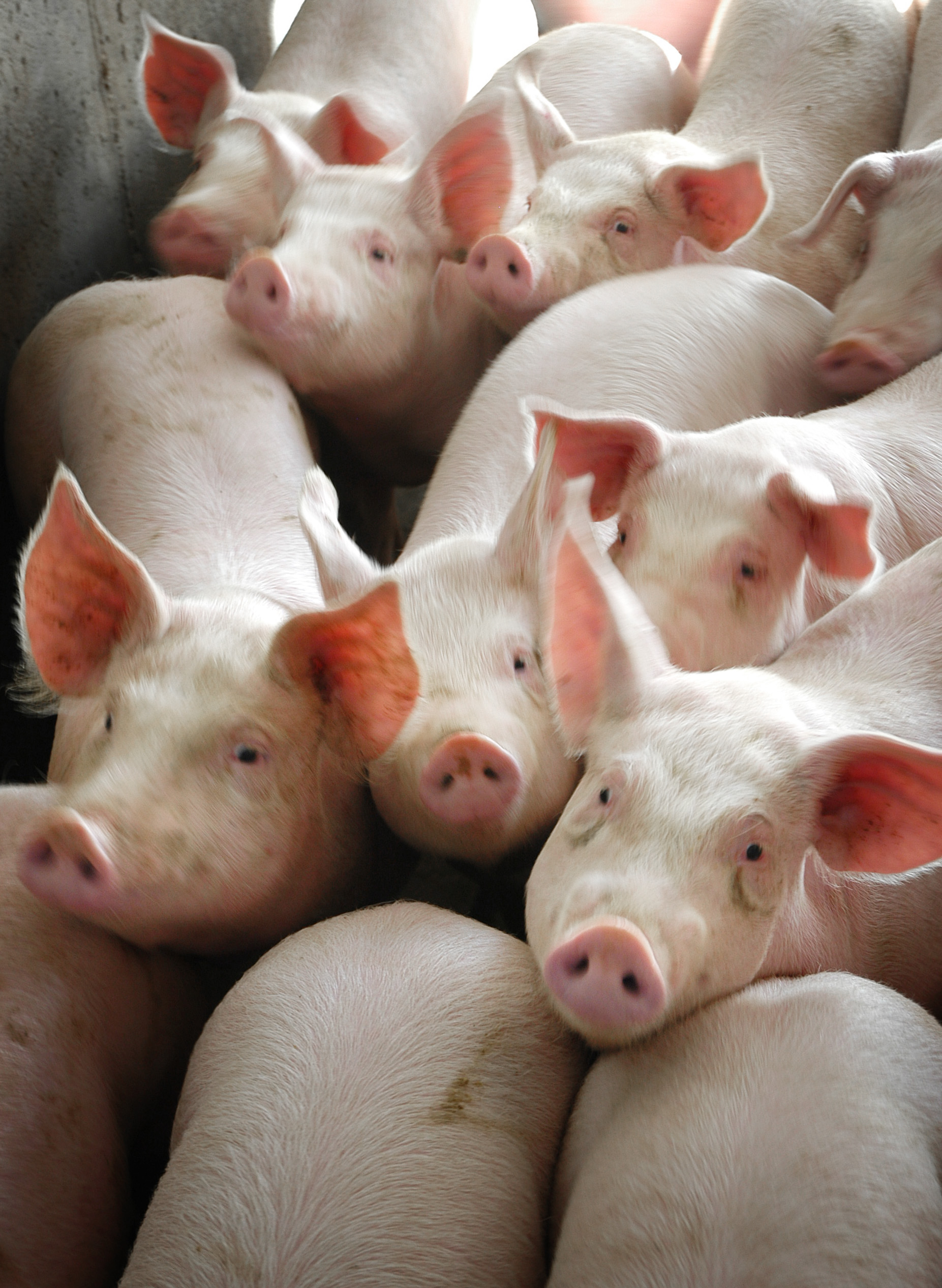 Lean times for Minnesota's pork producers