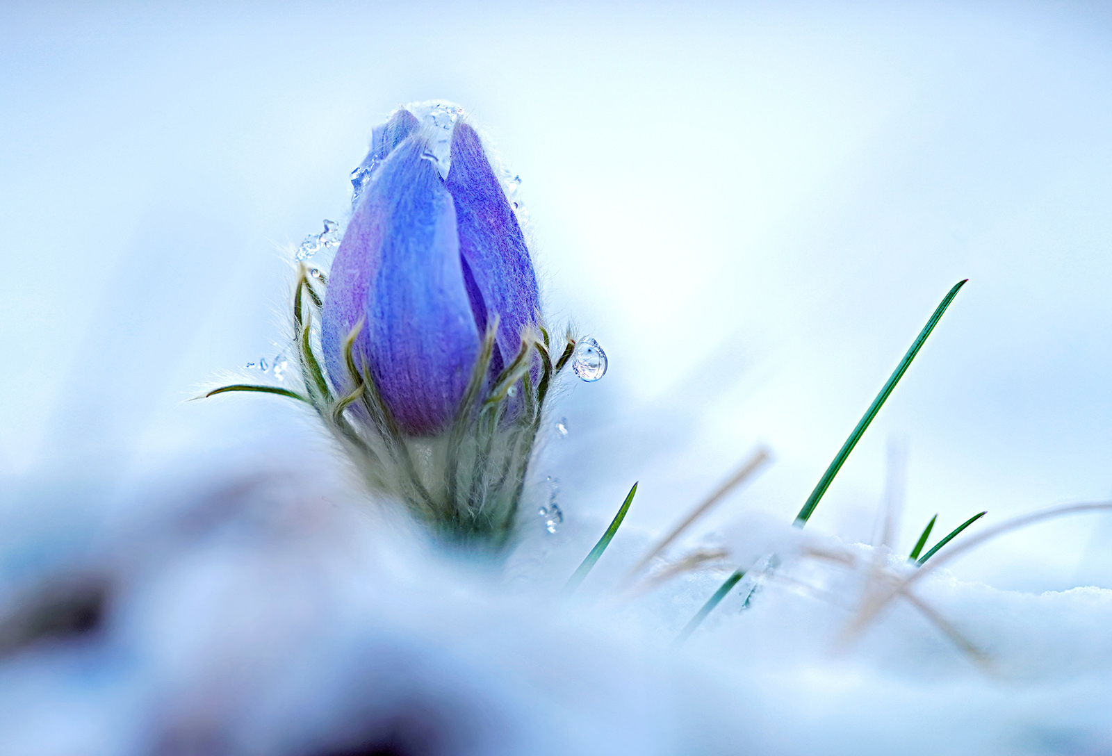 A mood-lifting look at the signs of spring in Minnesota