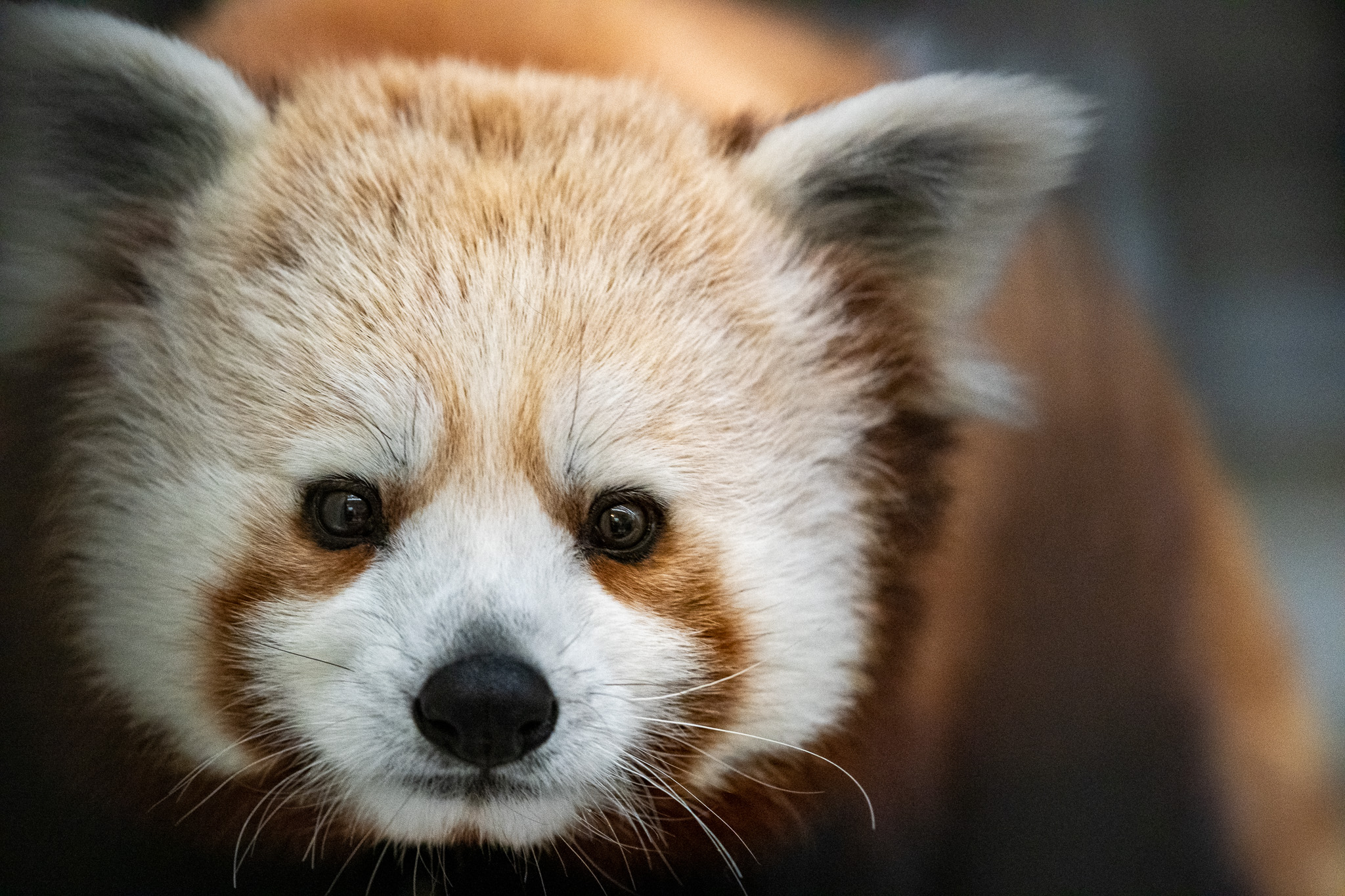 Minnesota briefs: Duluth's Lake Superior Zoo introduces red panda