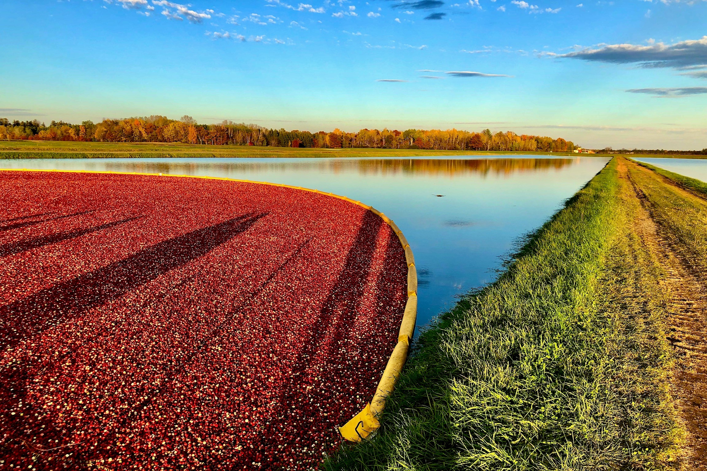 You can wade in the red marshes of Wisconsin cranberry country