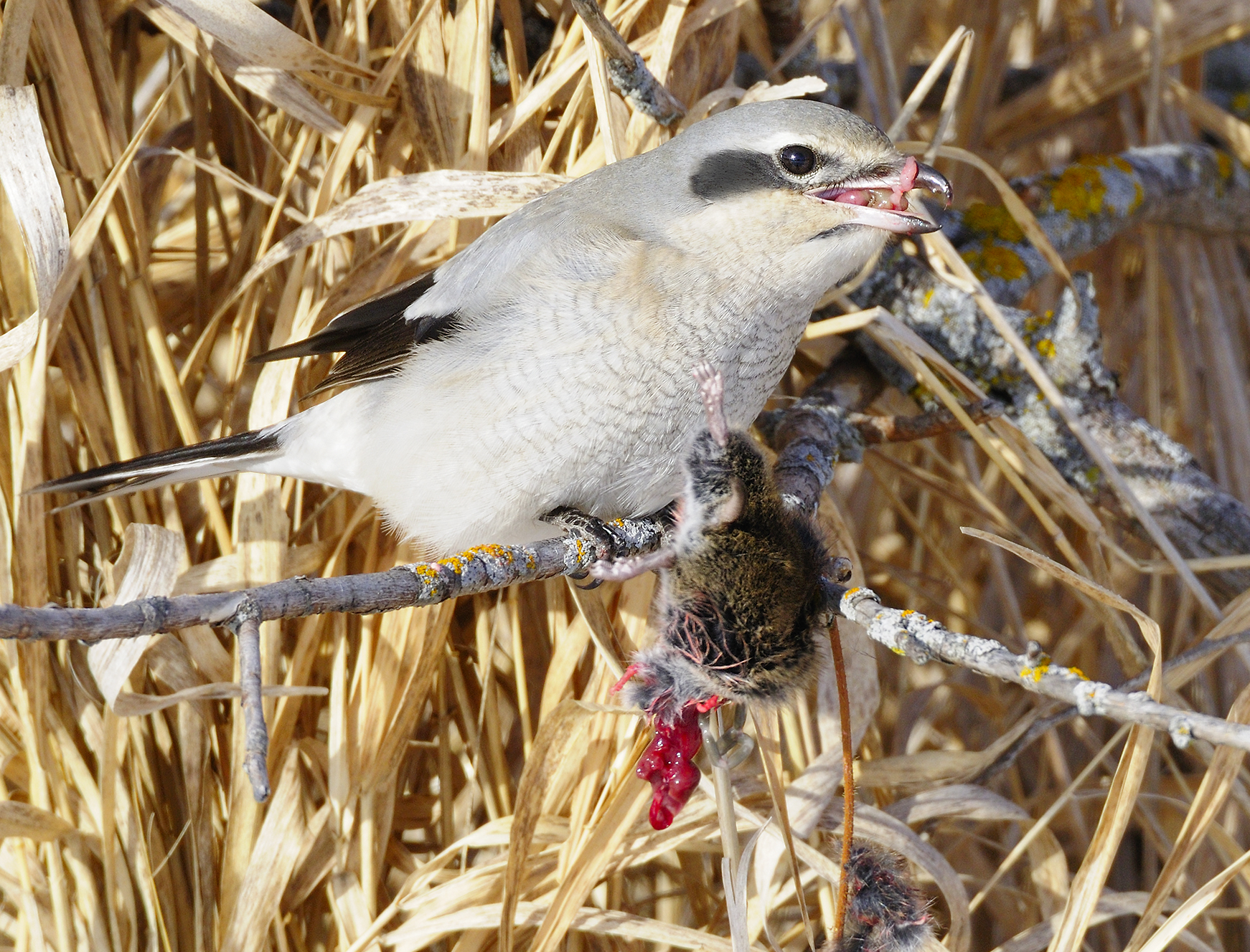 The shrike is a killer in a small package