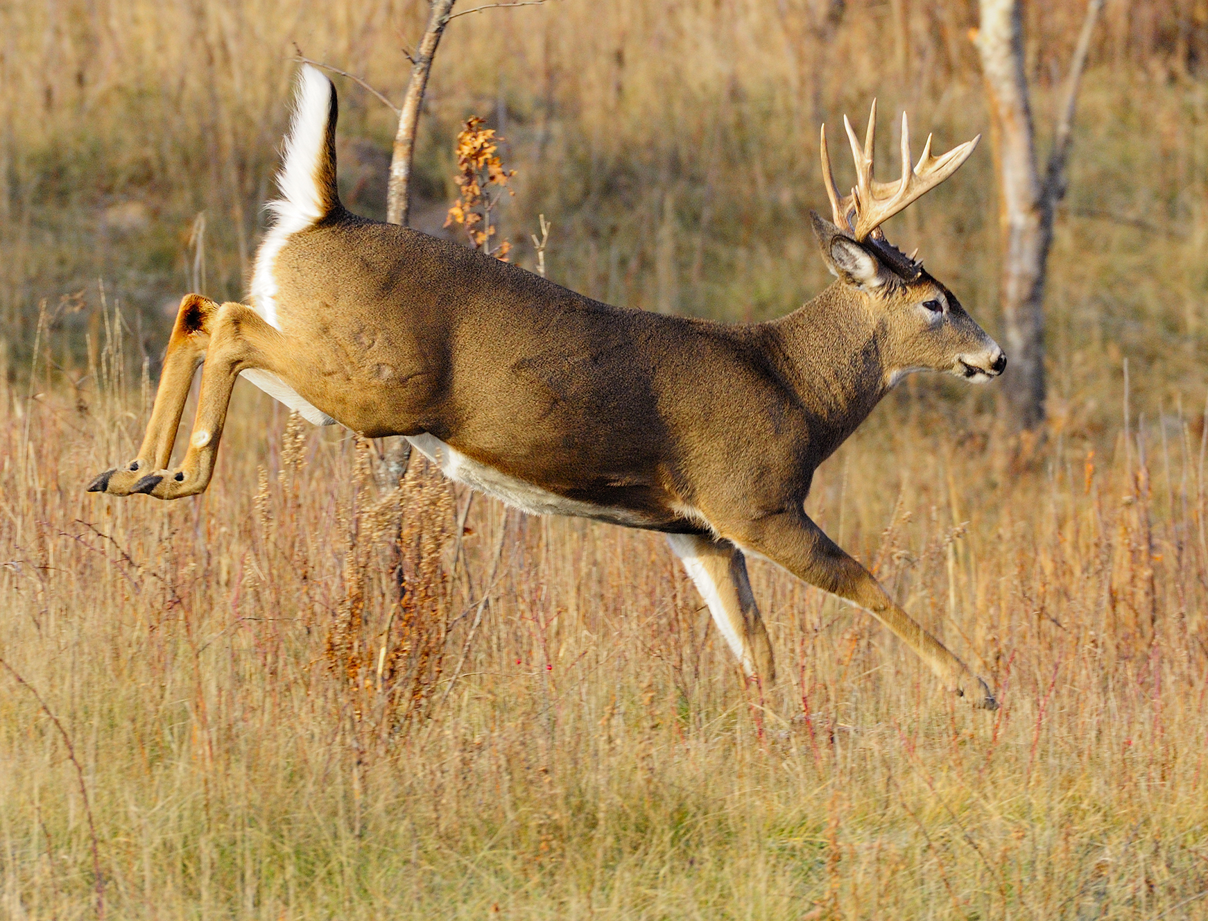 Bucks Running In The Field