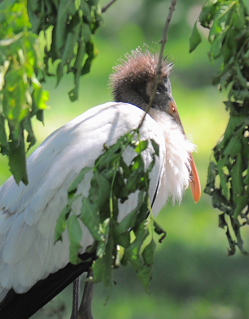 Wood Stork reported near Freeborn in southern Minnesota