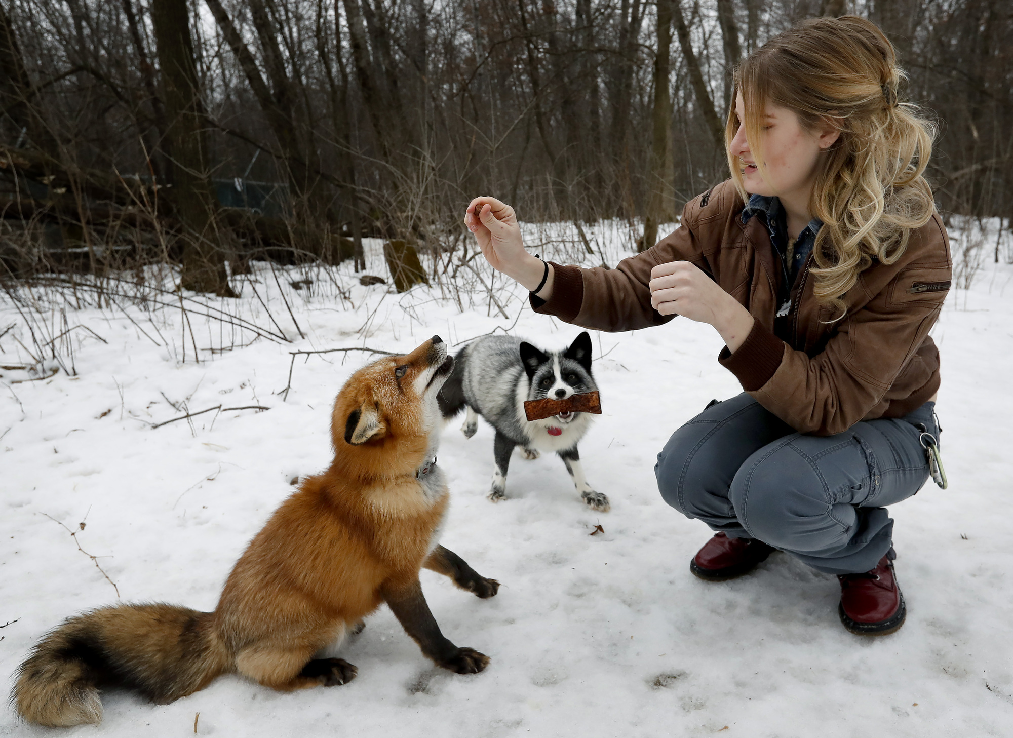 Facebook atwitter over friendly fox sightings in southern Minnesota