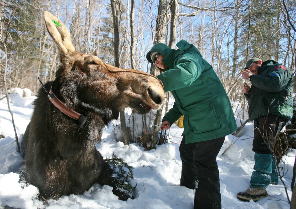 In saving Minnesota's moose, scientific breakthroughs and difficult choices
