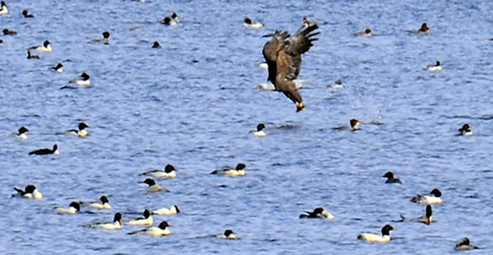 When eagles face ducks, the raptor wins