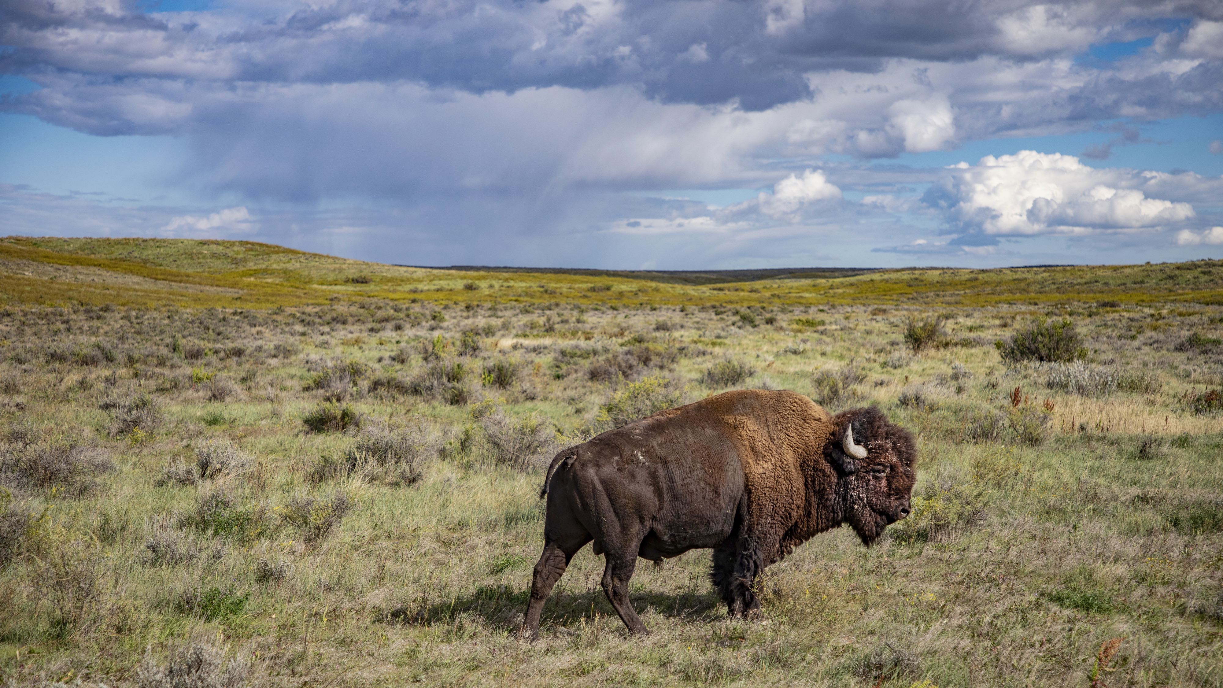 Neal Justin: Ken Burns' 'The American Buffalo' reveals how men can be ...