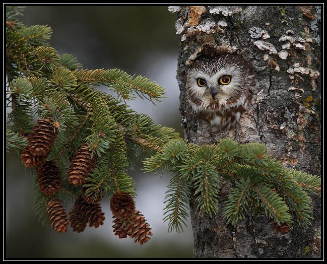 Quick Trips: Indian Pow Wow, owl festival, Canoecopia