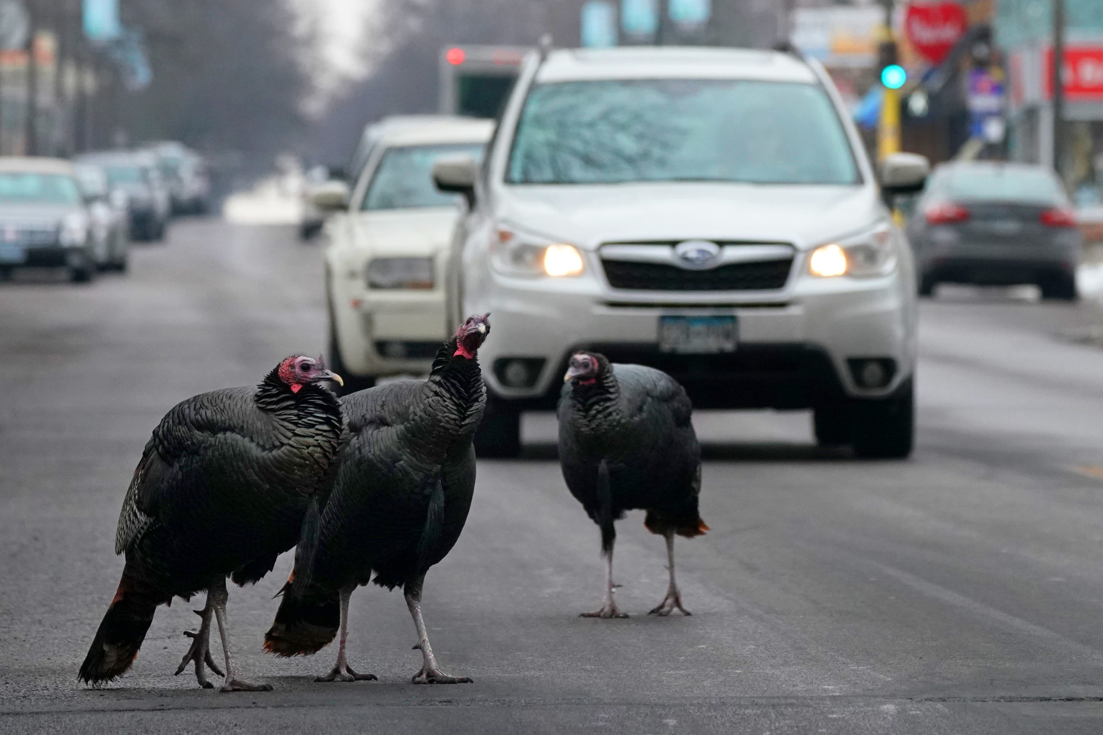 Minneapolis neighborhood turkey's death embodies challenges of urban ...