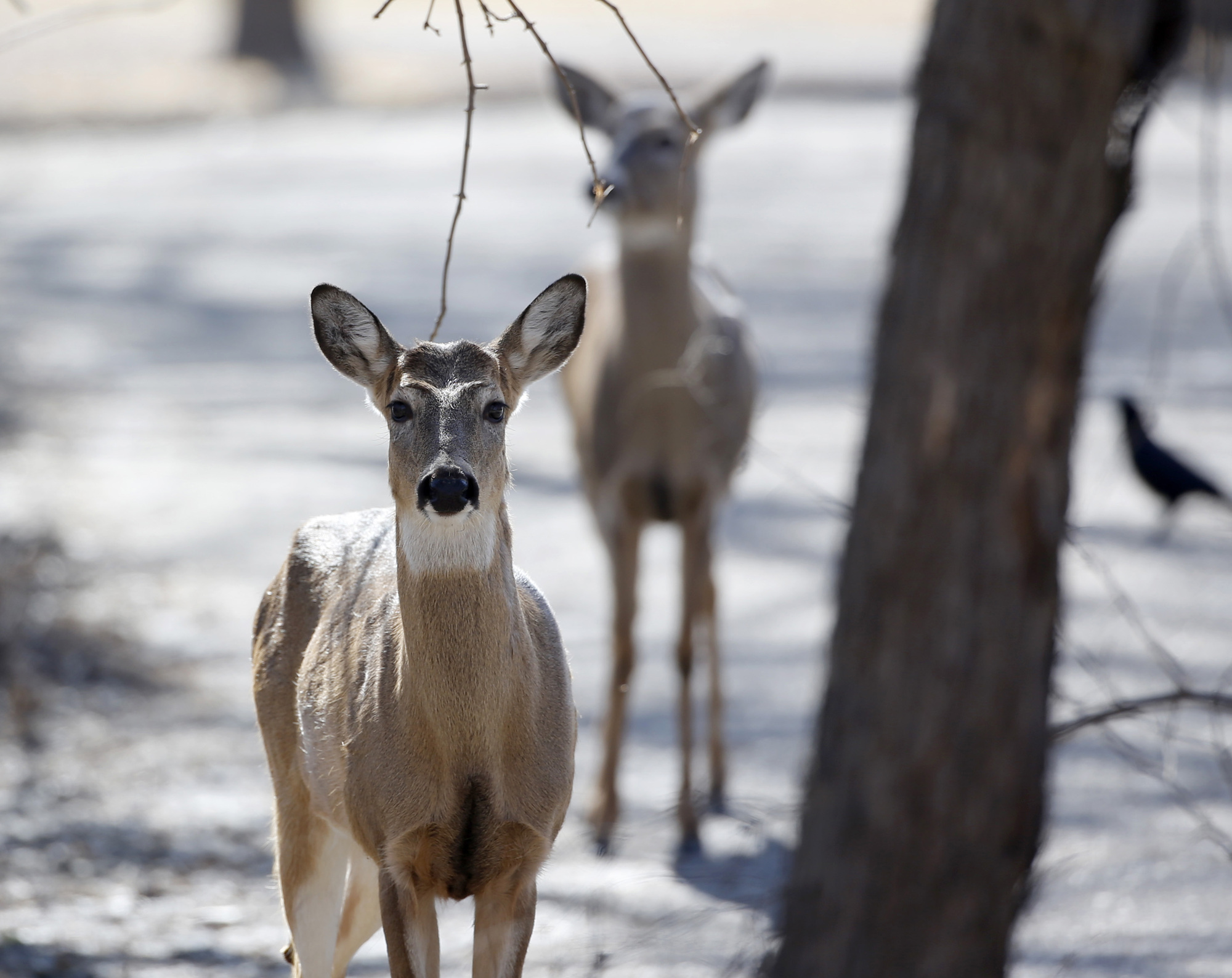 Farm deer escapes concern Department of Natural Resources because deer ...