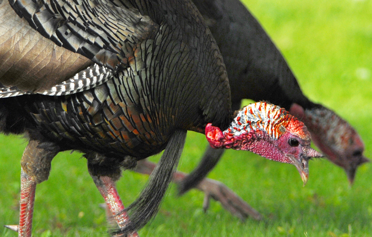 Turkeys forage under feeders
