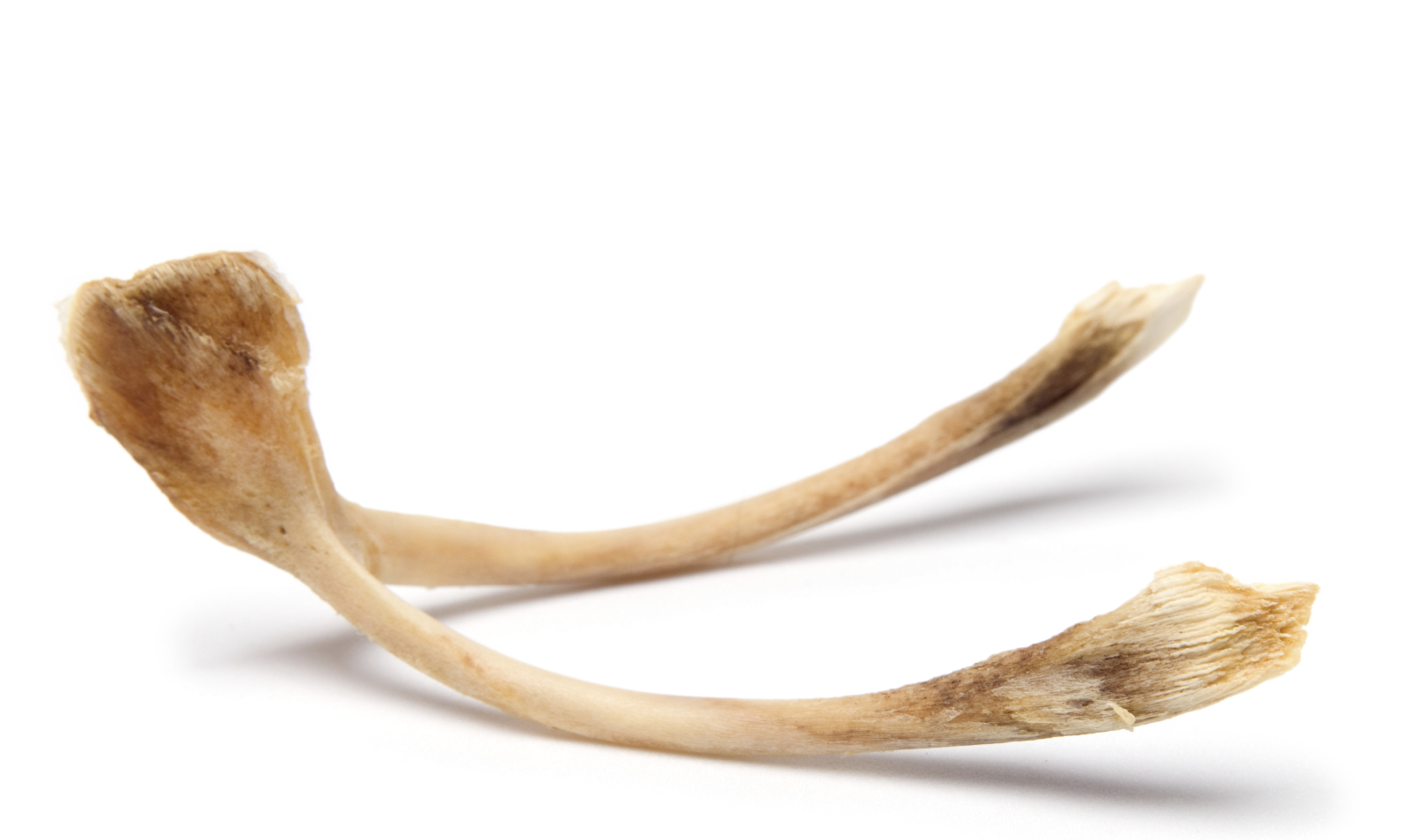 No bones about it, breaking the wishbone is a family tradition