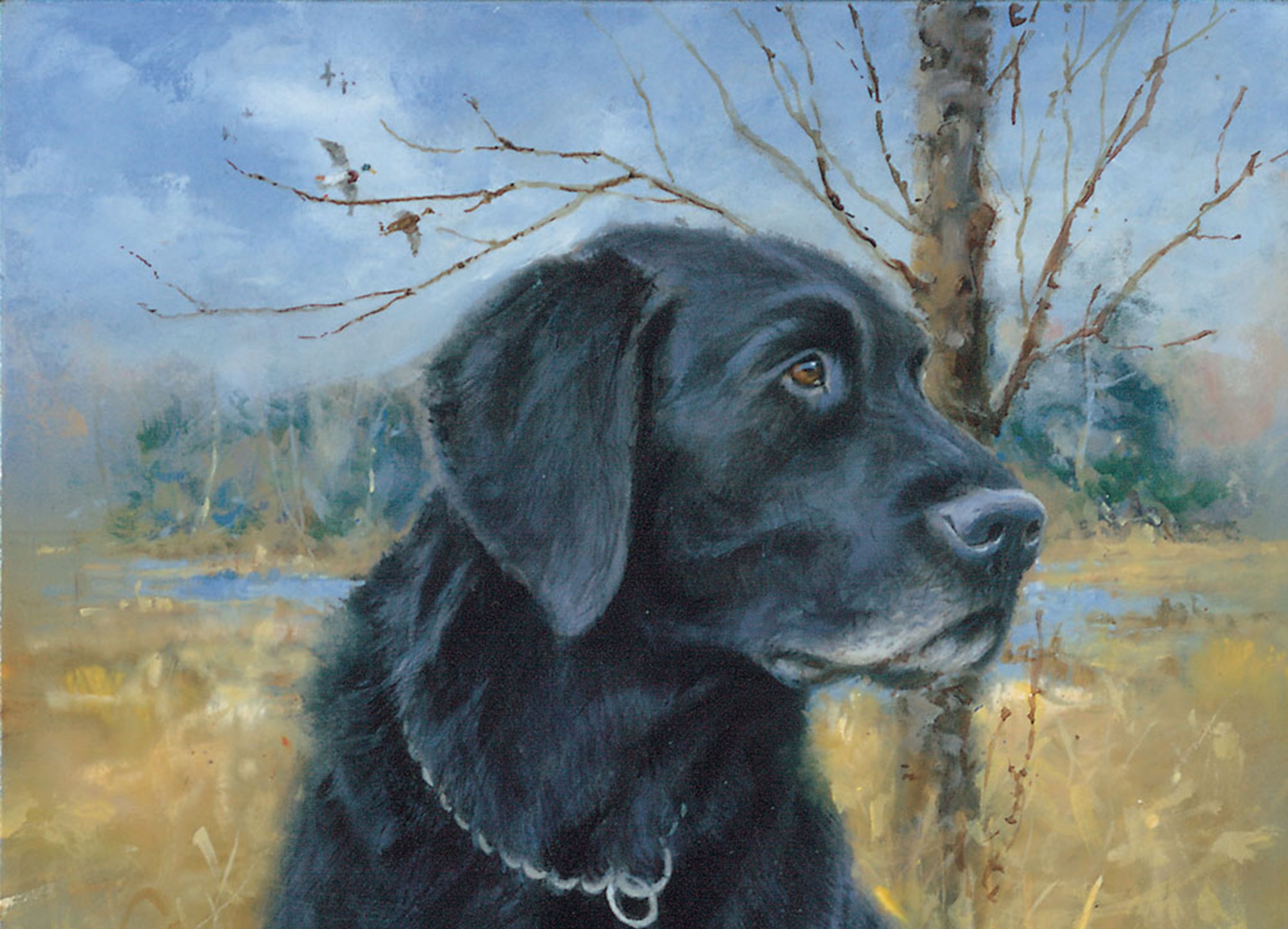 The pleasure of a gun dog's company in old age