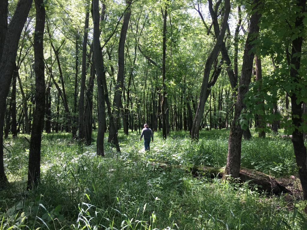 Minnesota protects 200 acres of rare prairies, old-growth forests in ...