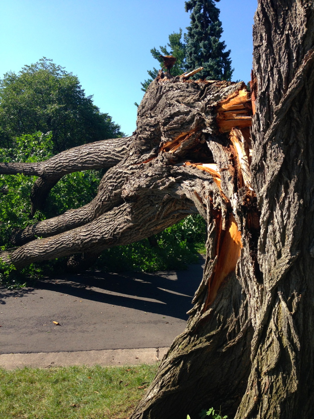 Fallen Trees Turned into Art