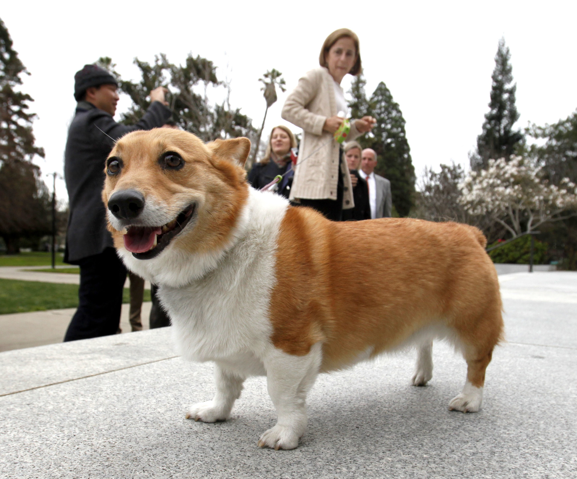 The best dogs, and our fascination with corgis