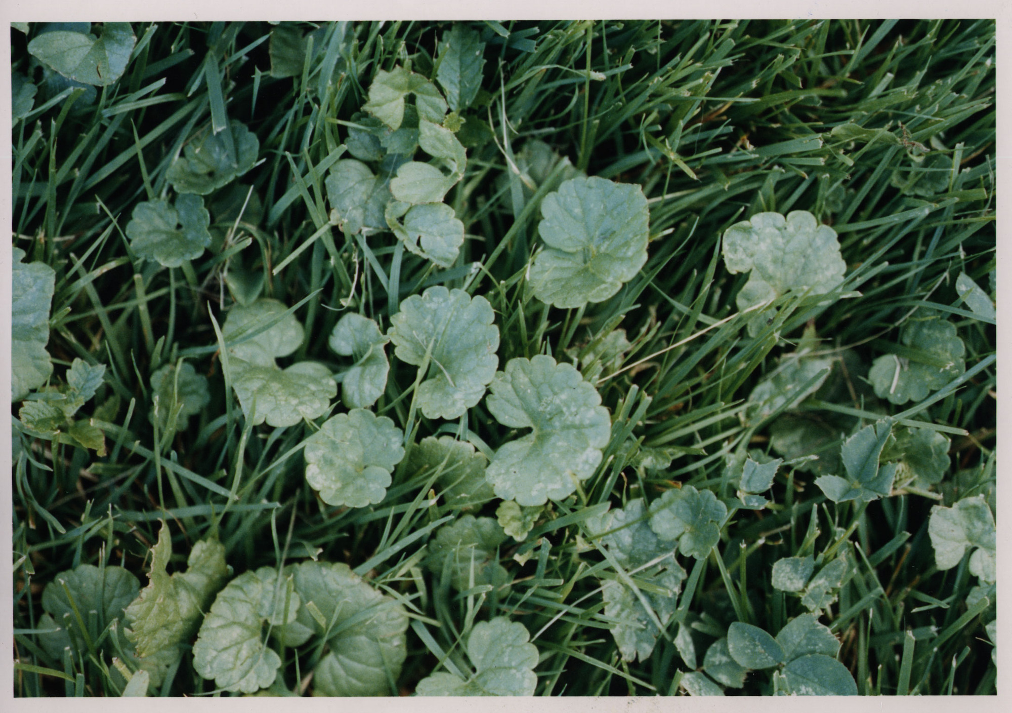 Types Of Lawn Weeds In Minnesota