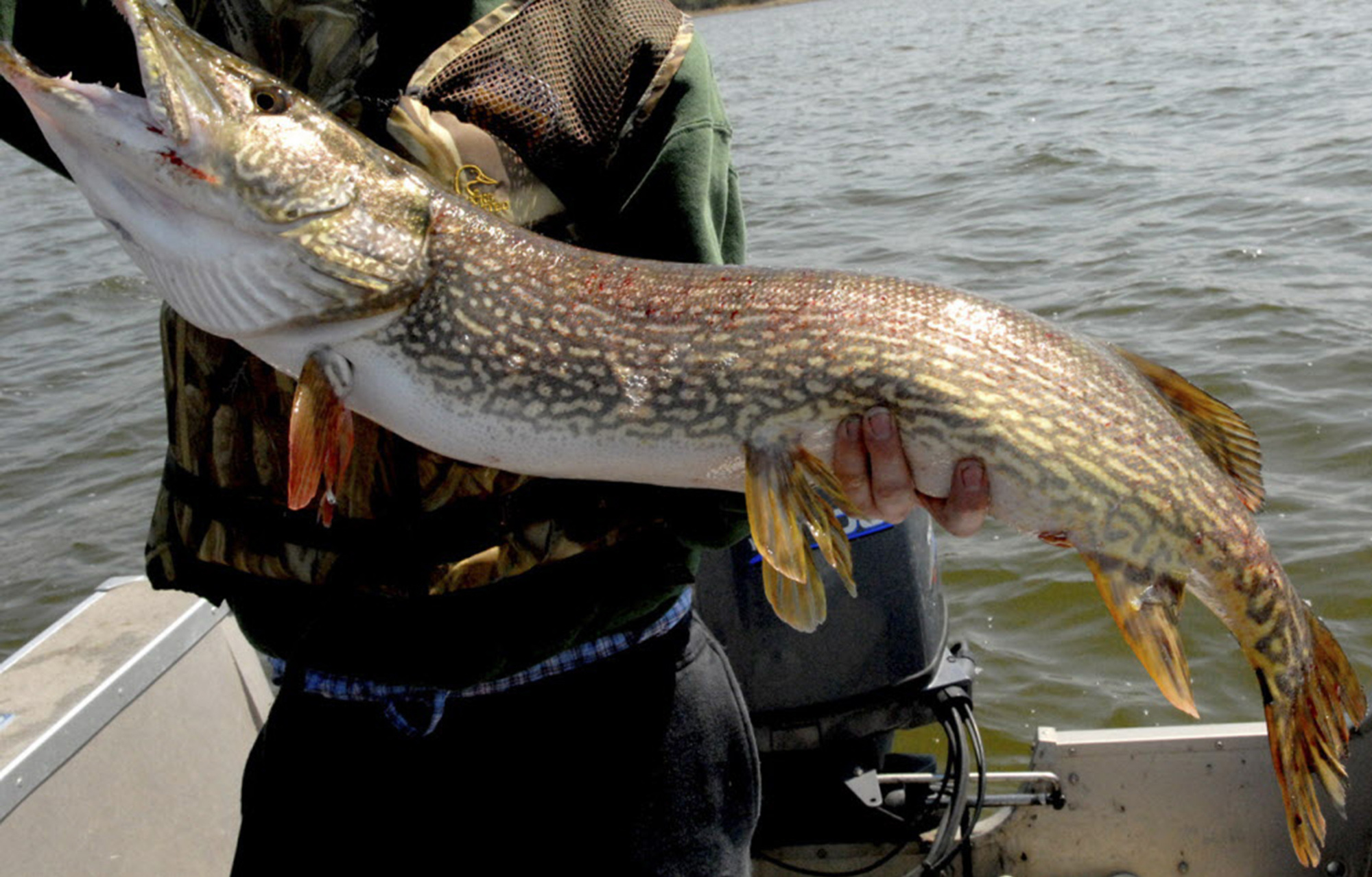 DNR adds catch-and-release category for northern pike records