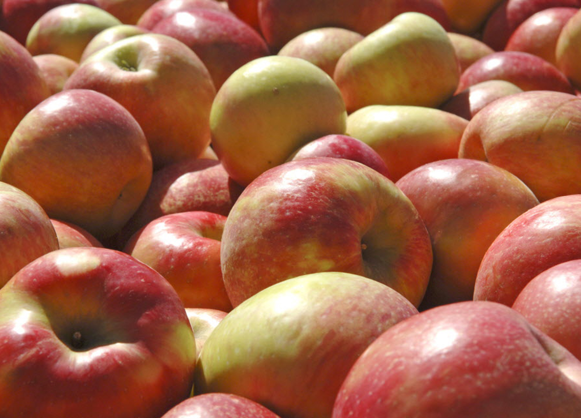 20 things you didn't know about Minnesota's famous Honeycrisp apples