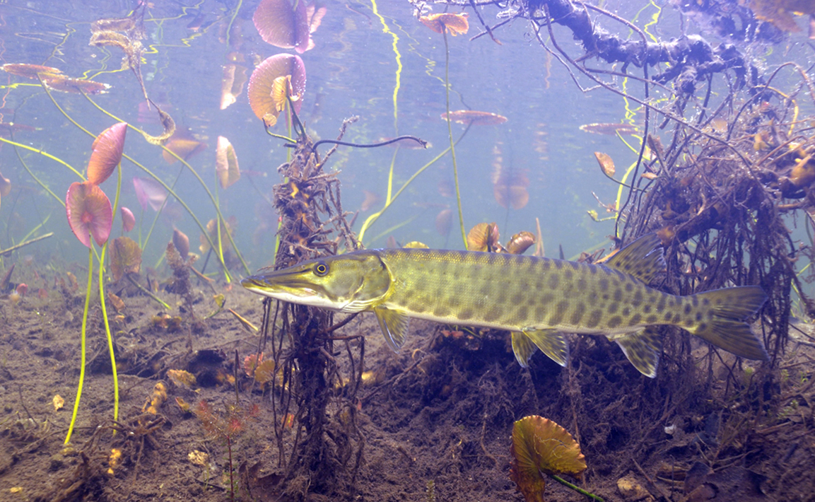 Minnesota Legislature declares war on muskies
