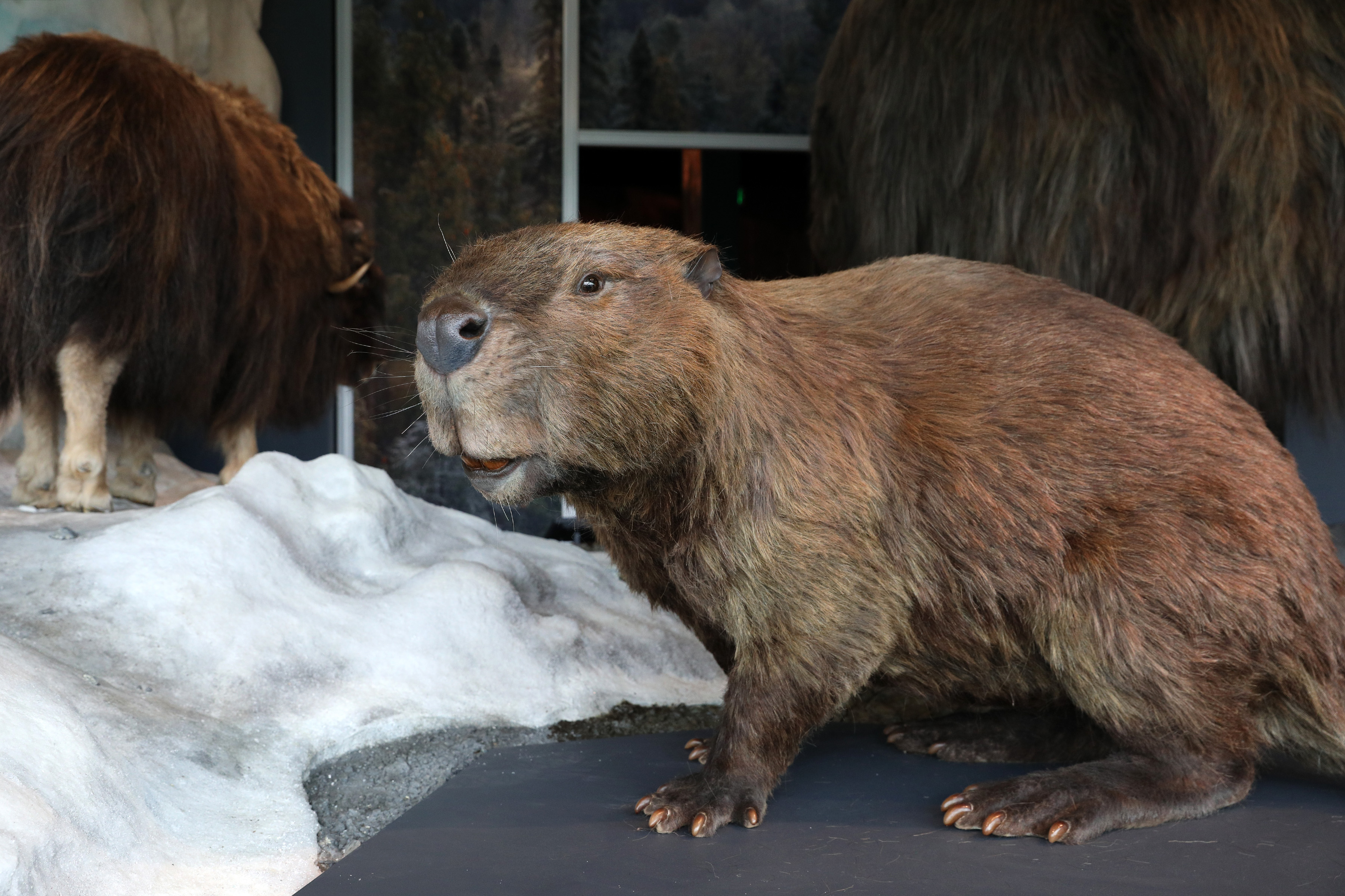 An extinct, bear-sized beaver could be chosen as Minnesota's state fossil