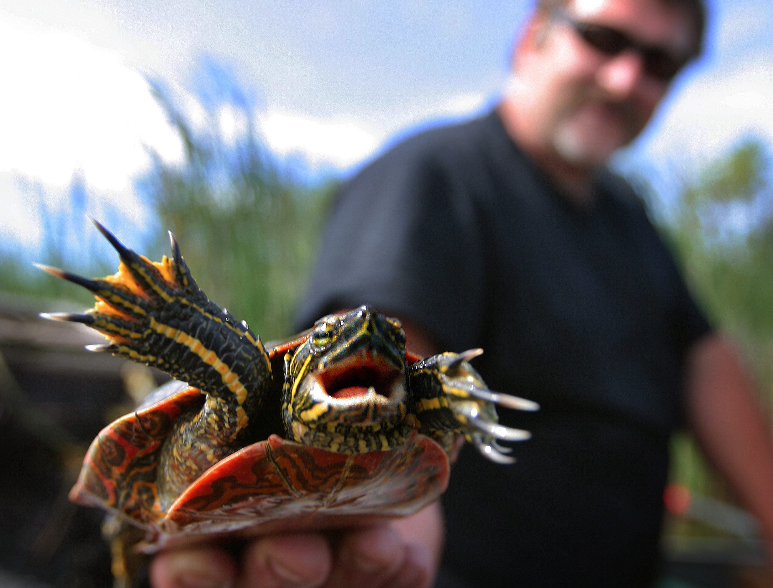 Minnesota bans commercial turtle trapping after 20-year effort
