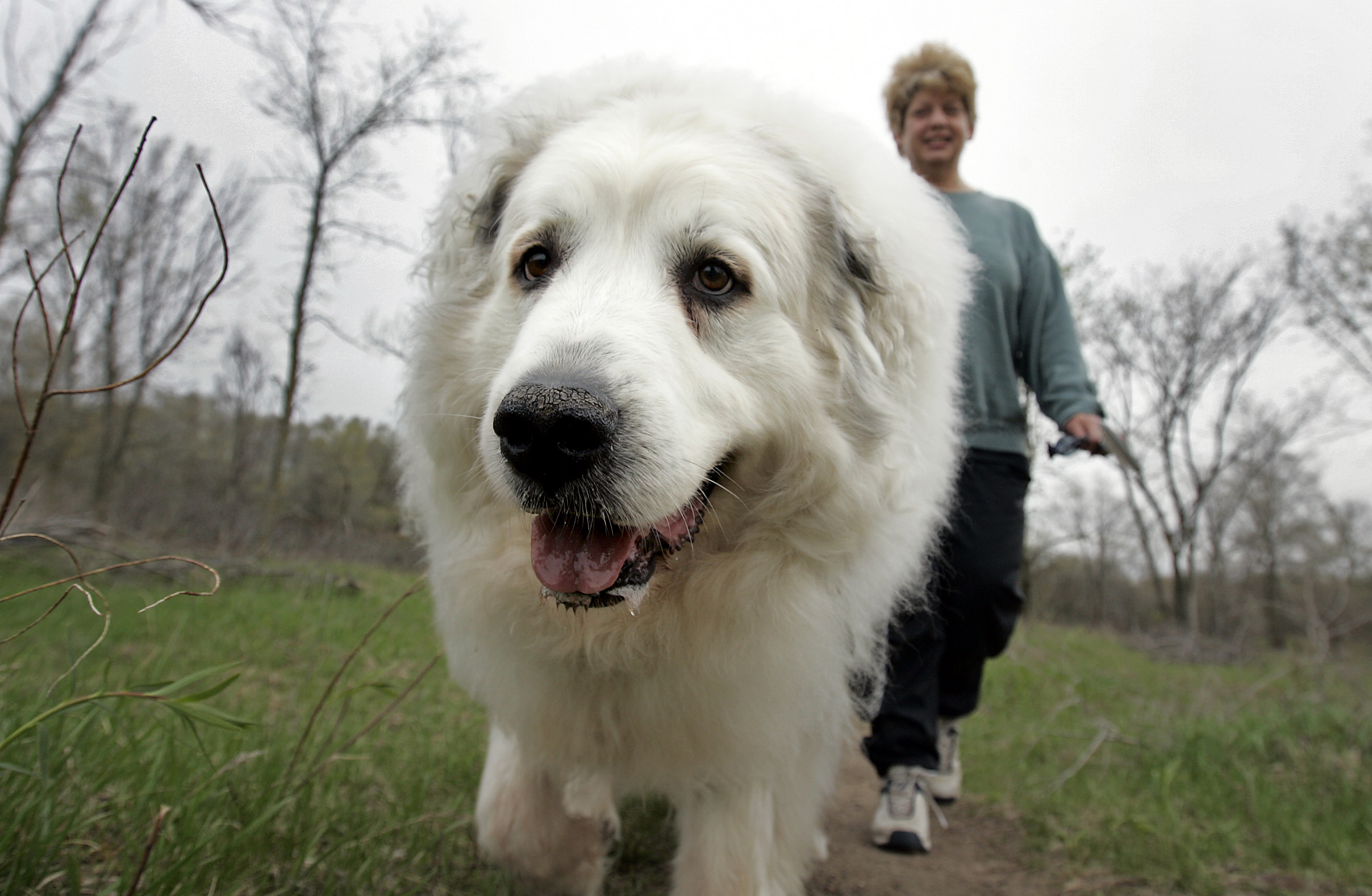 Minnetonka contemplates tightening off-leash dog rules for Purgatory Park
