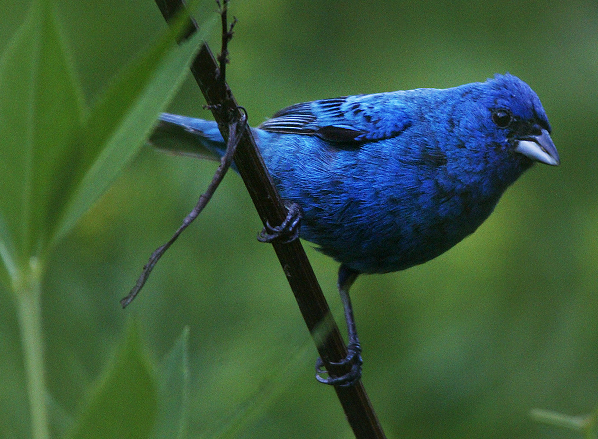 Nature Notes: Indigo bunting bird stands out in color, movement