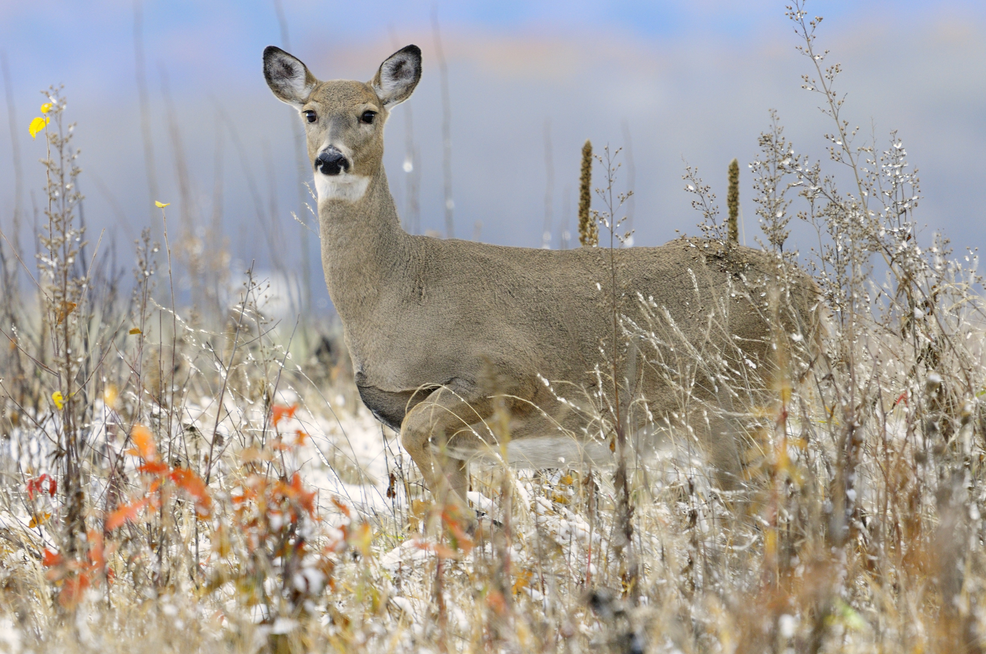 Reading the body language of deer