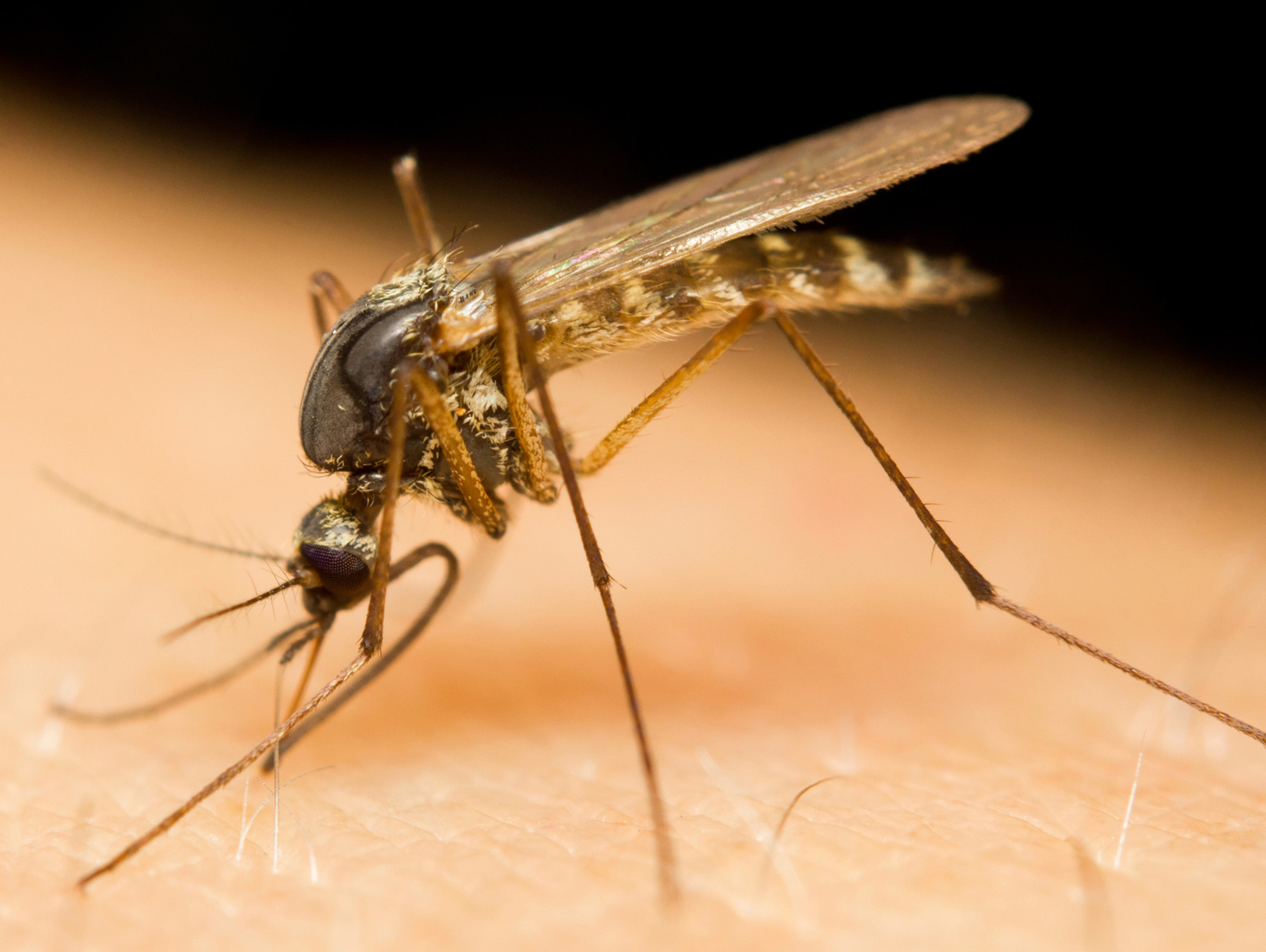 What purpose do mosquitoes serve and why can't we kill them all?