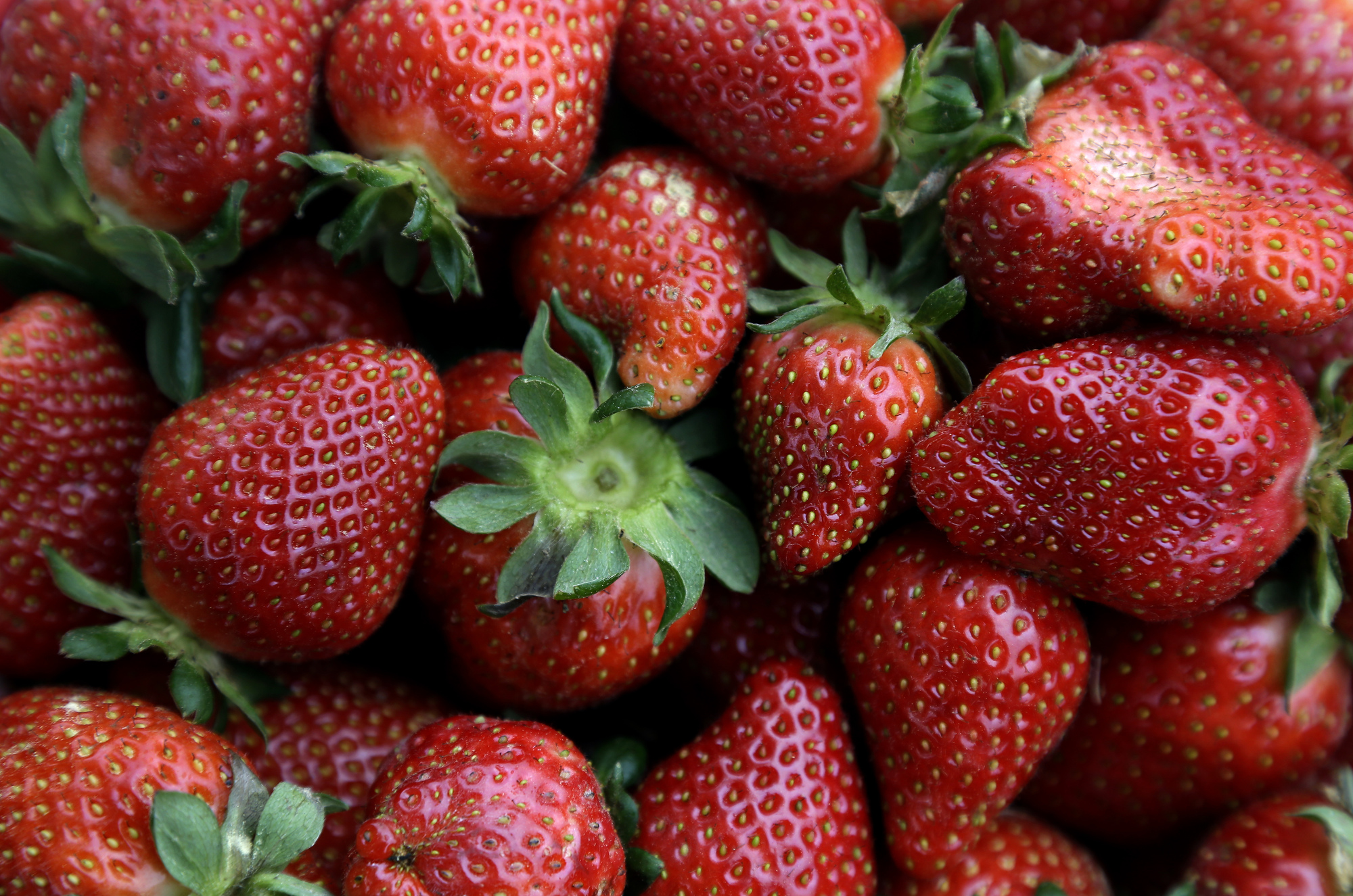 The origins of strawberries, in Cherokee myth