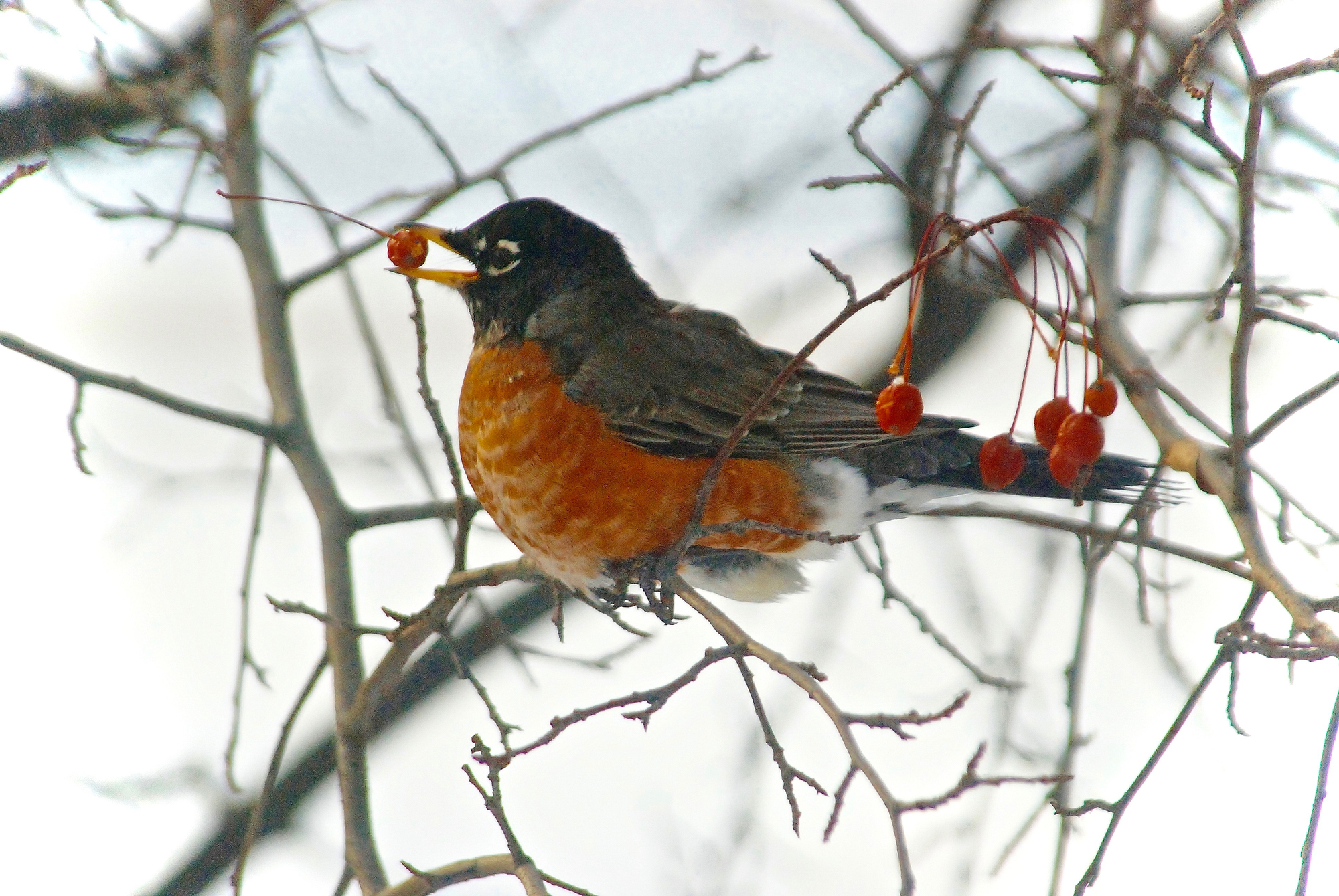 Solving the mystery of why huge flocks of robins are spending winter in ...