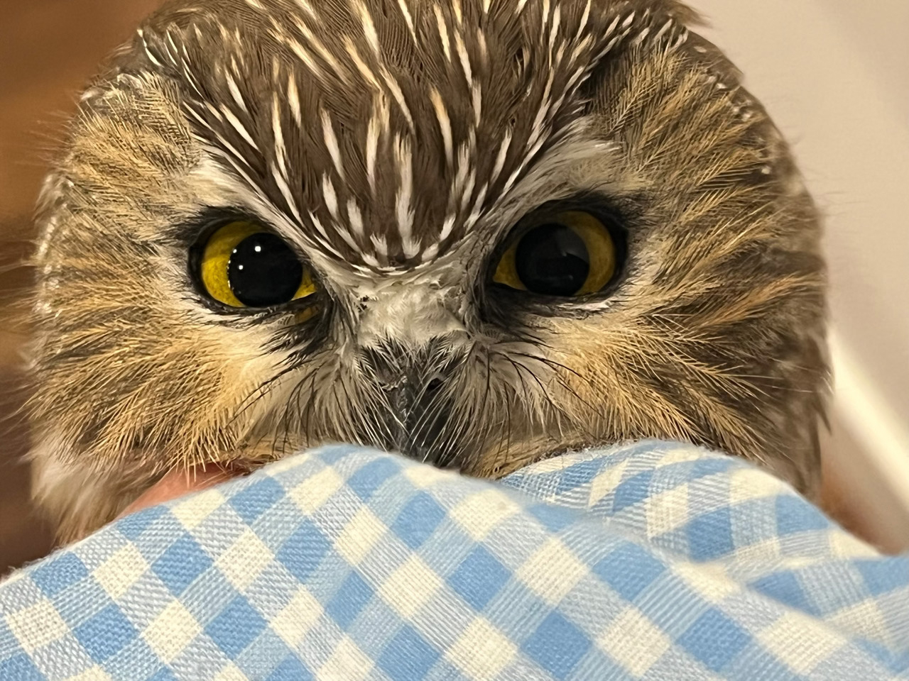 Minnesota's tiniest owls are fierce predators — and charismatic mysteries