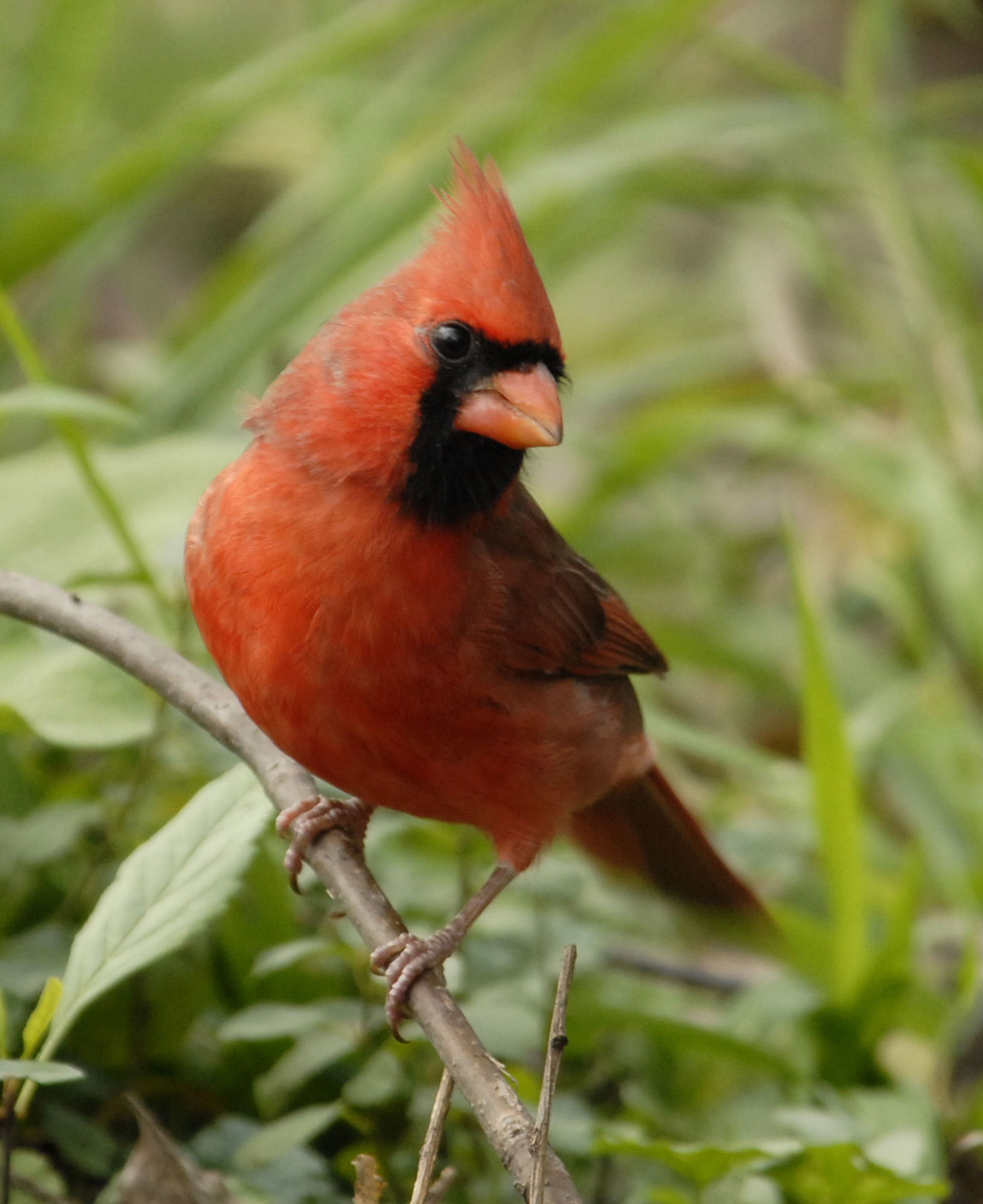 Crestfallen cardinal will regrow feathers