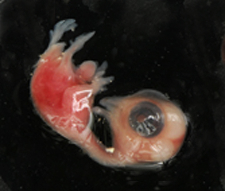 Goose embryo