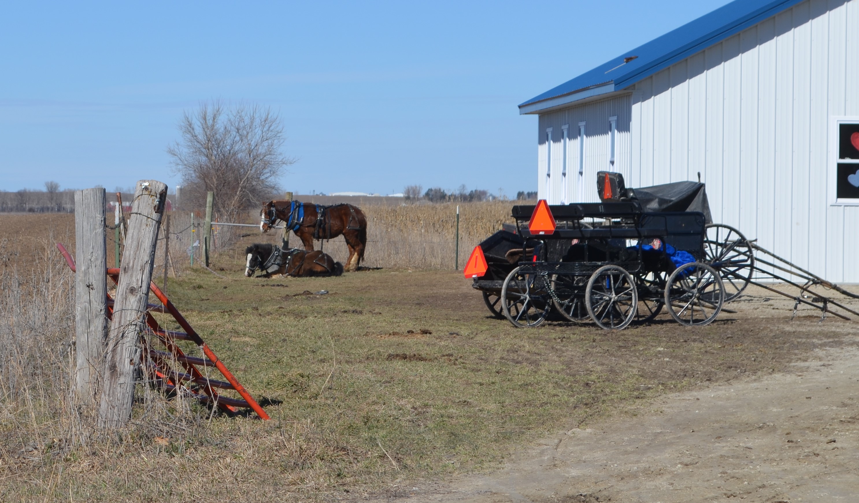 It’s Amish vs. animal lovers as Winona County cracks down on dog breeding
